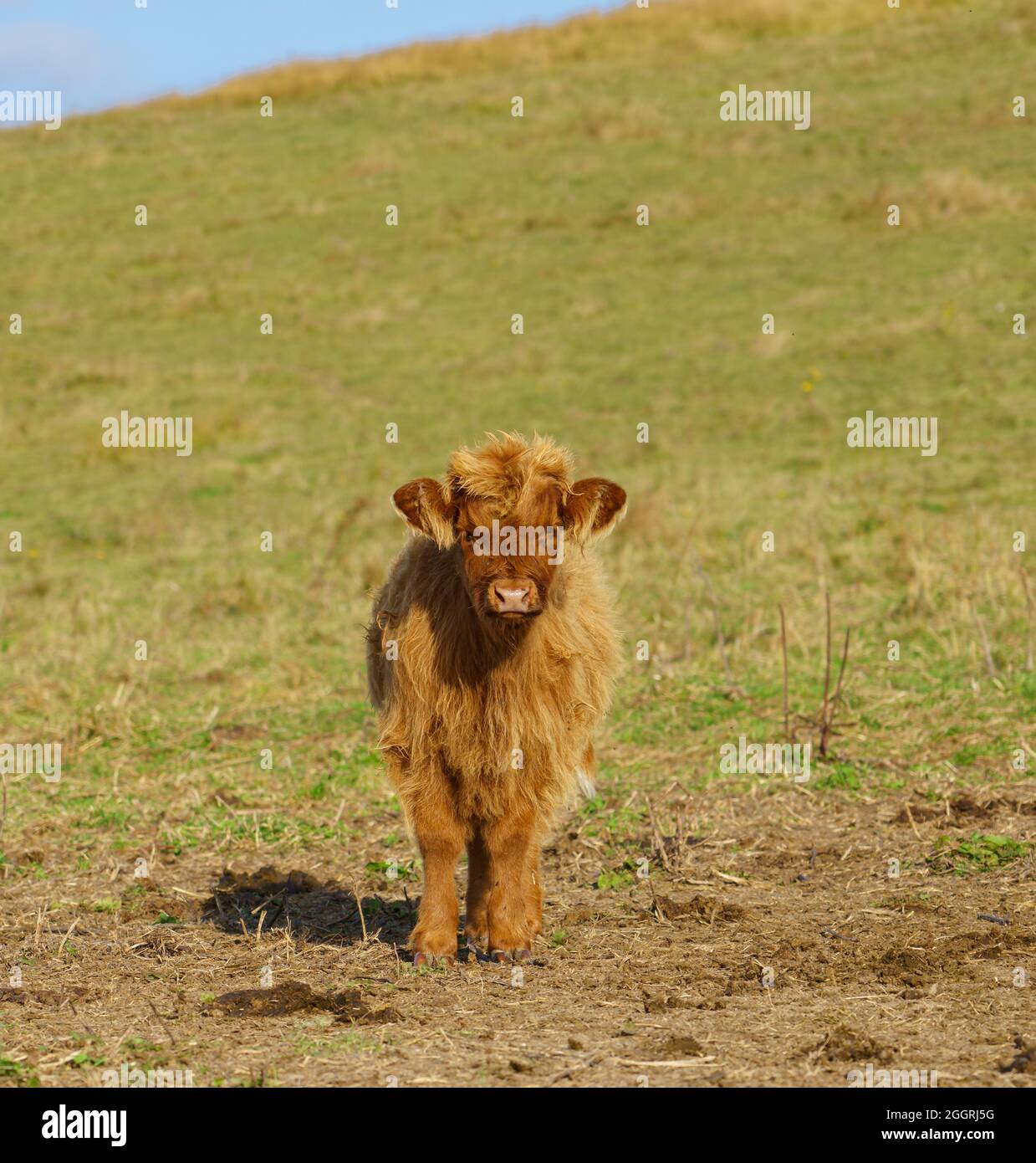 Light brown cattle hi-res stock photography and images - Alamy