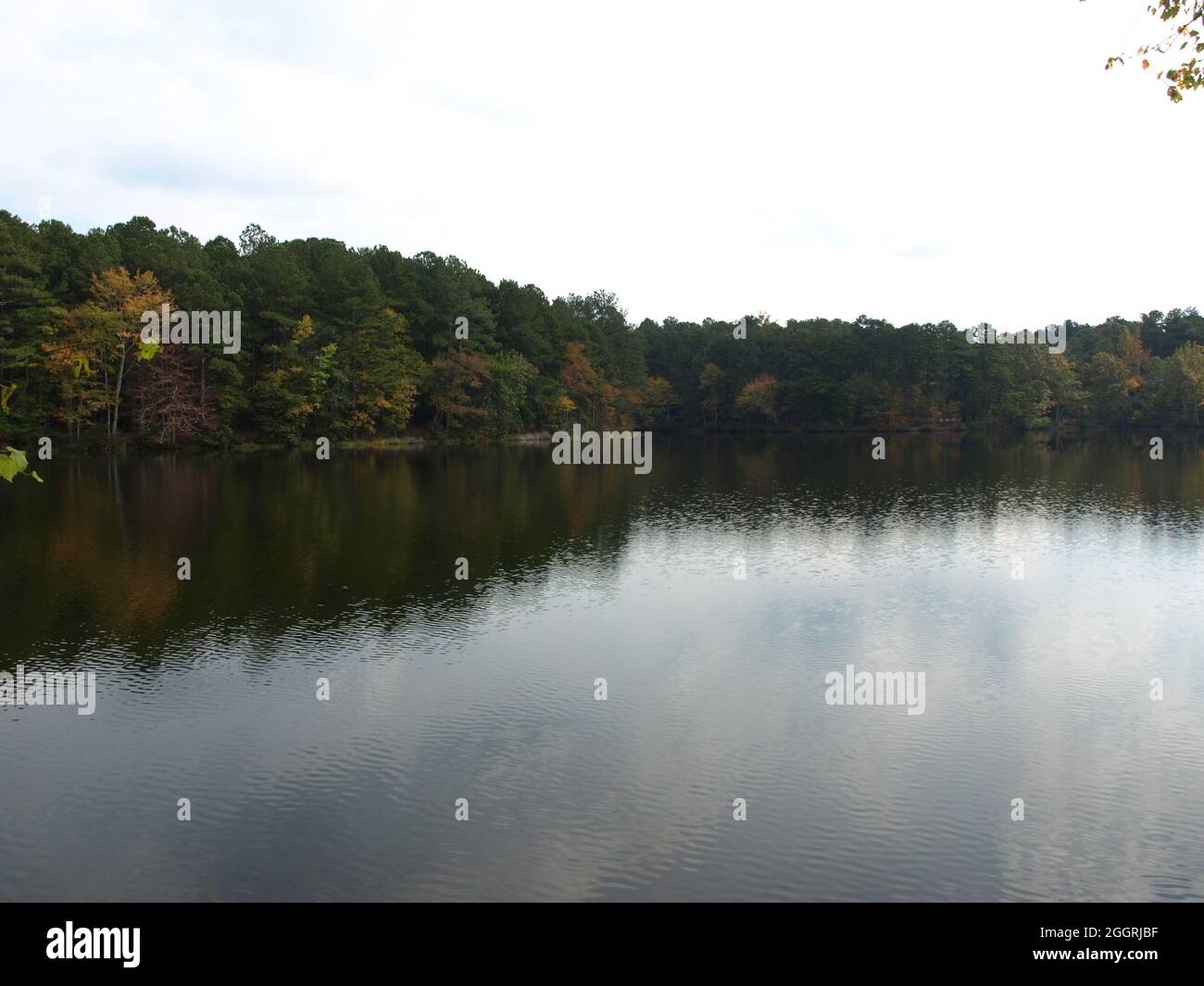 trees along the lake Stock Photo - Alamy