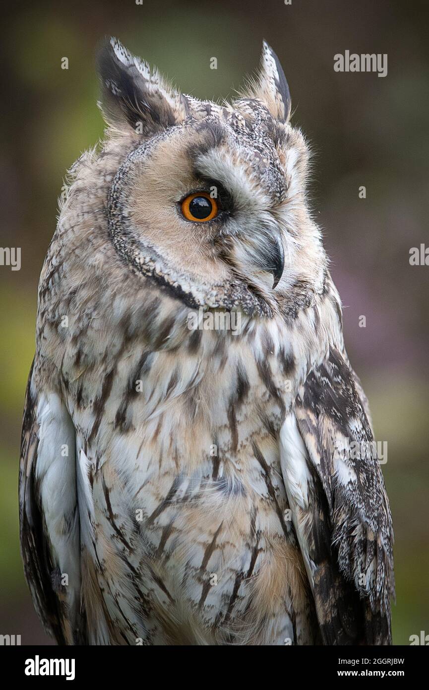 a close up portrait of a long eared owl, showing about half of its body ...