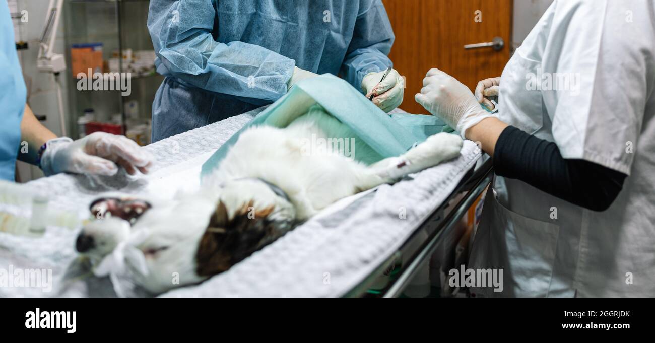 Team of professional veterinary surgeons performing an operation on an ...