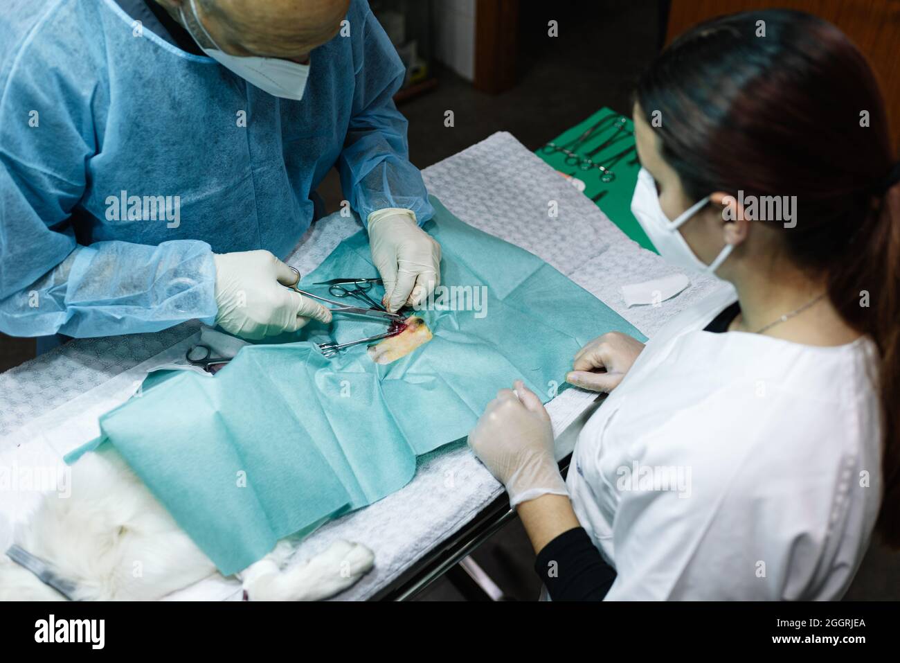 Two veterinarians performing surgery on an animal in an operating room ...