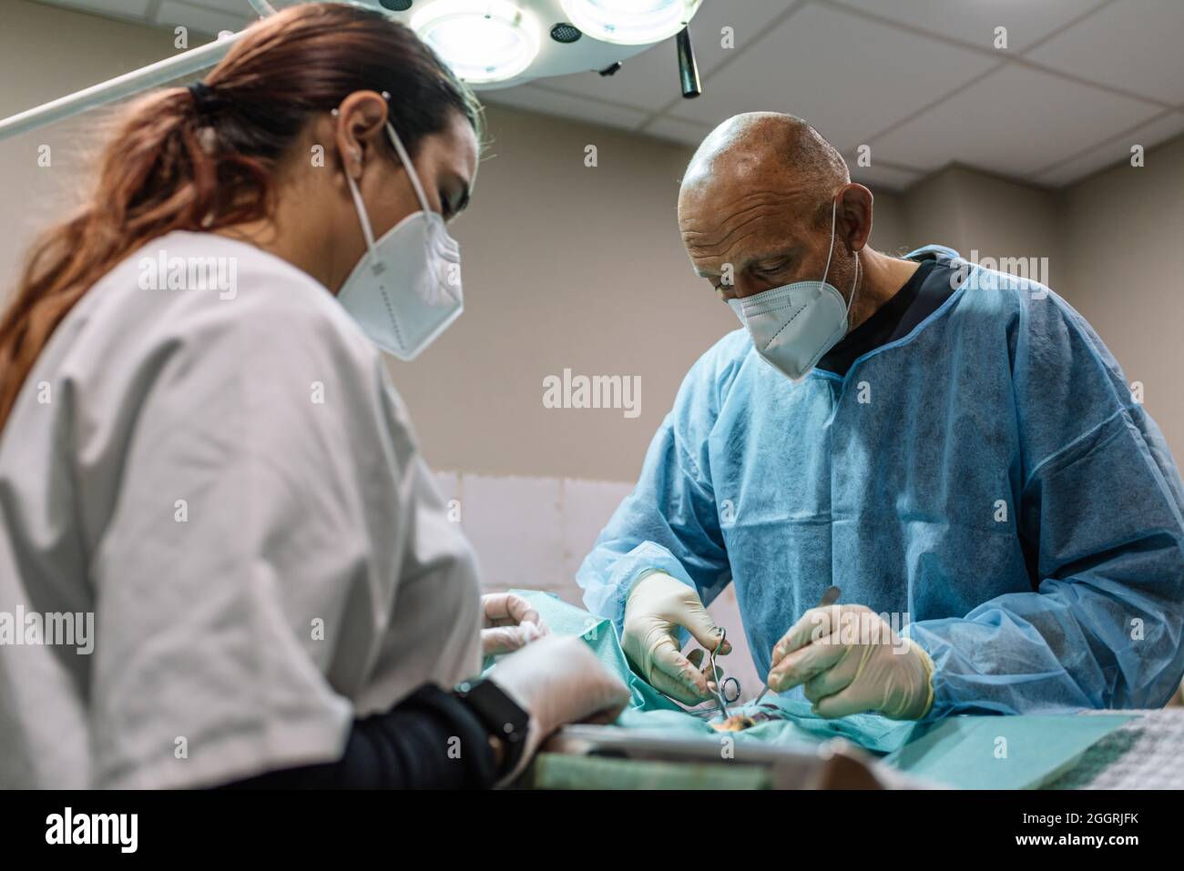Two veterinary surgeons perform a sterilization operation on an animal ...