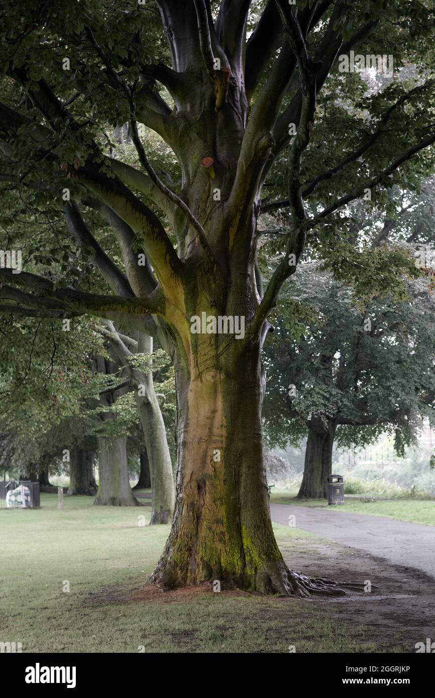 Big old tree in an english park in wet weather Stock Photo - Alamy