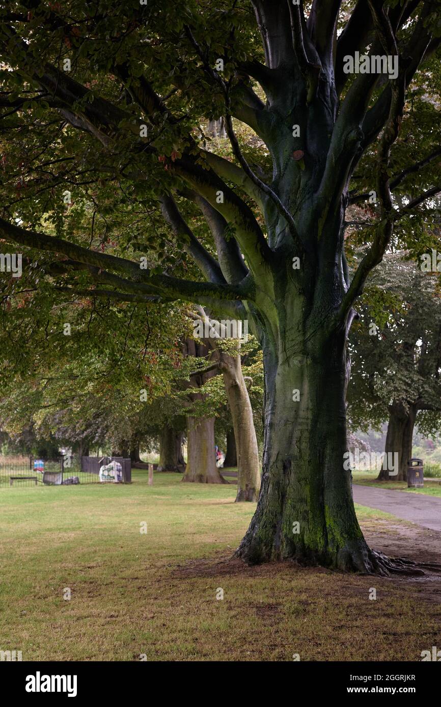 Big old tree in an english park in wet weather Stock Photo - Alamy