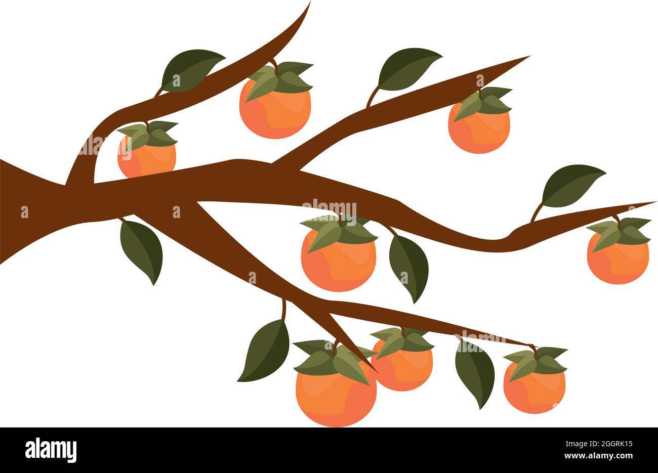 Branch tree oranges Stock Vector Images - Alamy