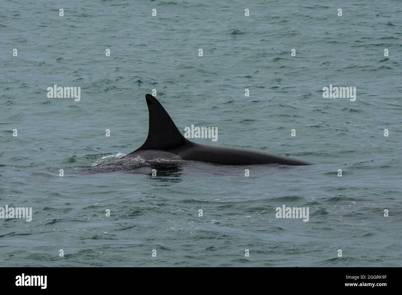 Killer whale hunting sea lions, Patagonia, Argentina Stock Photo - Alamy