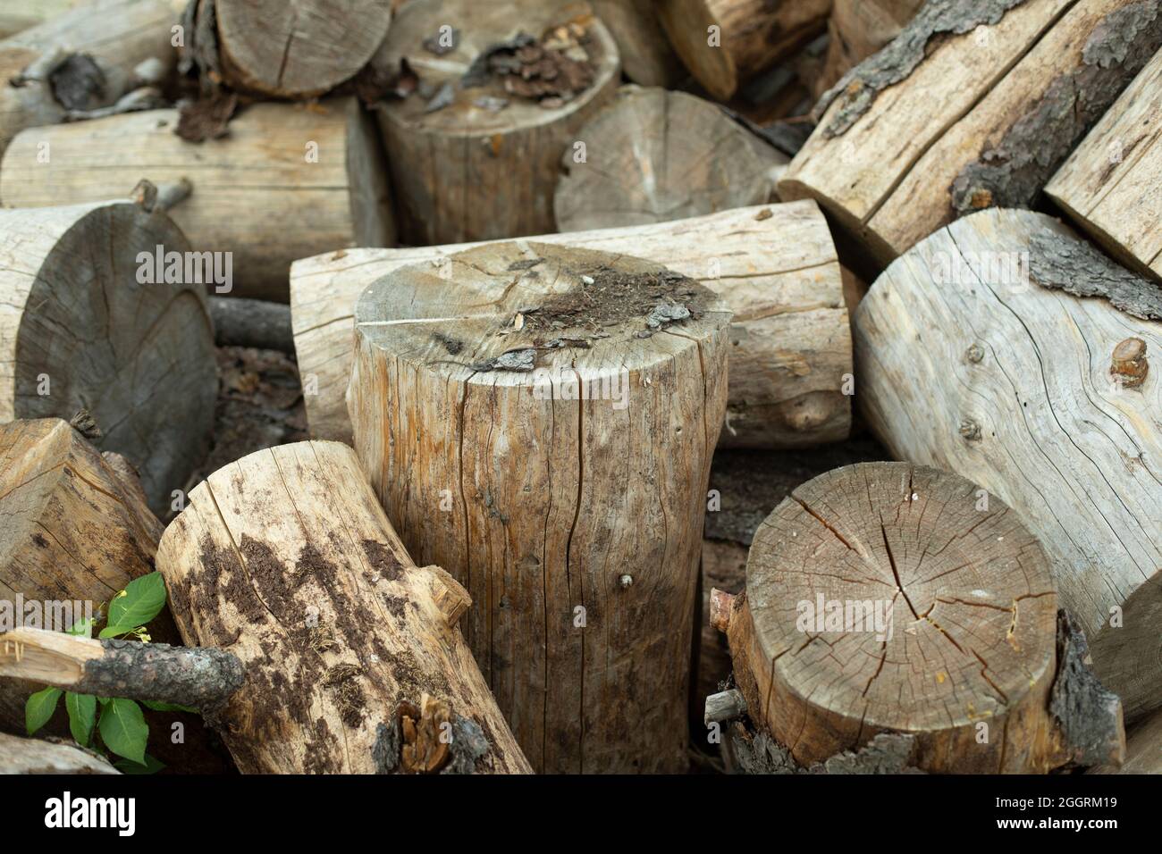 Tree stumps for preparation of cutting firewood. The stumps of the tree ...