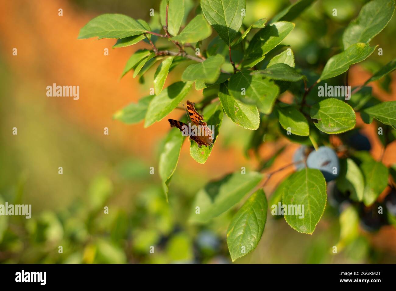 A butterfly sits on plum leaves. Summer plant with insect. Simple ...
