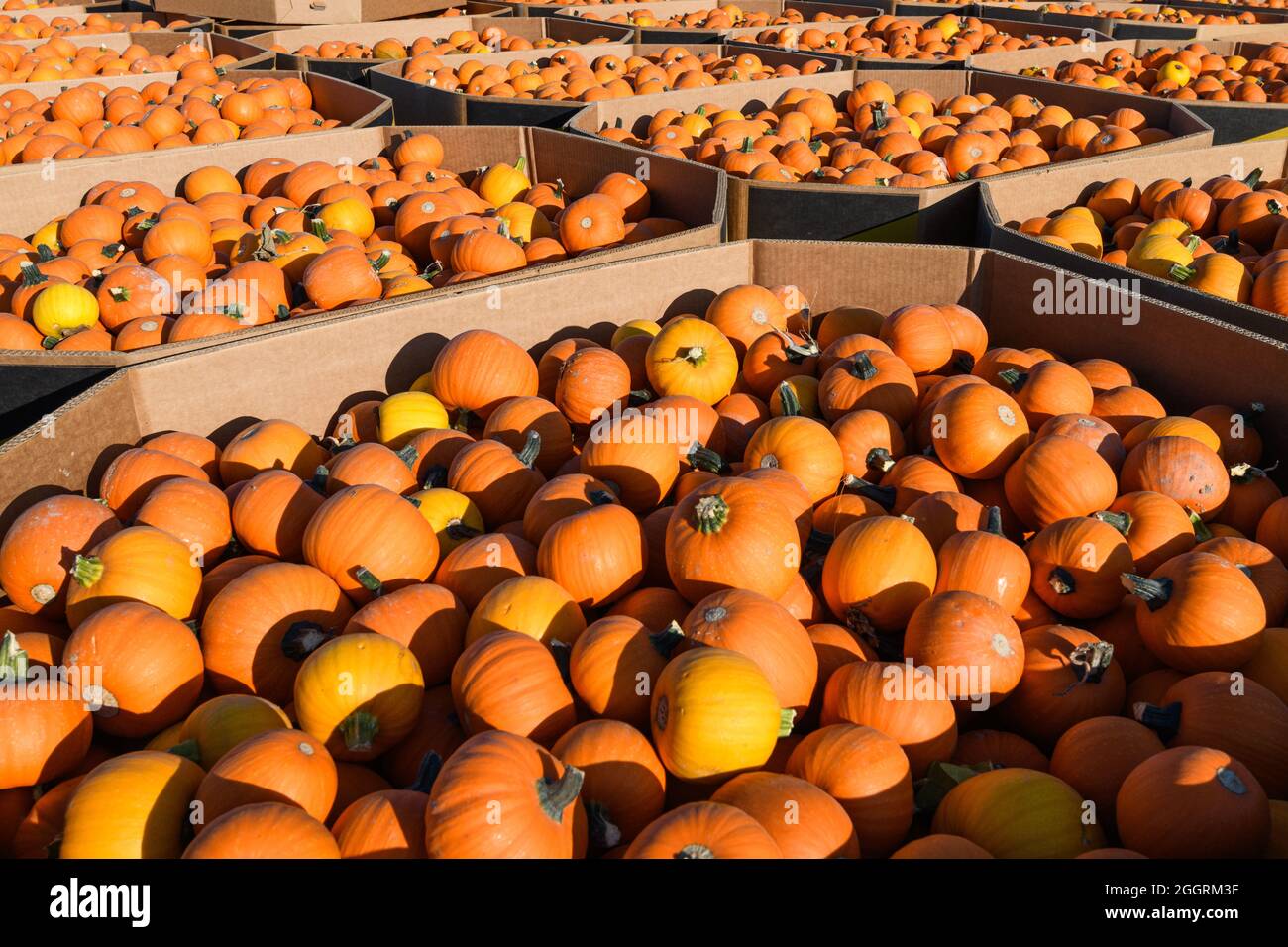 Ready for pumpkins hi-res stock photography and images - Alamy