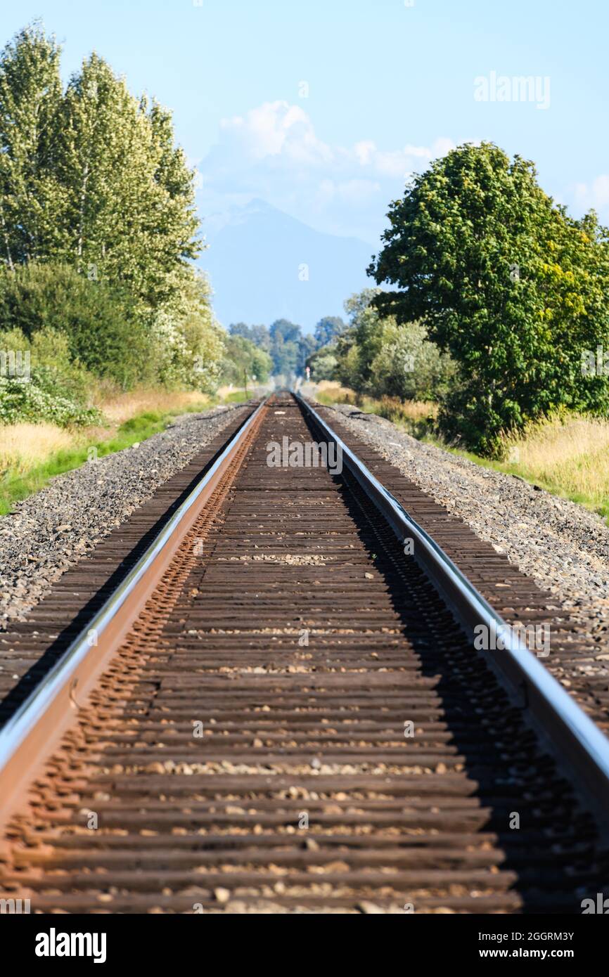 A single line of train tracks disappear between trees into the distance Stock Photo - Alamy