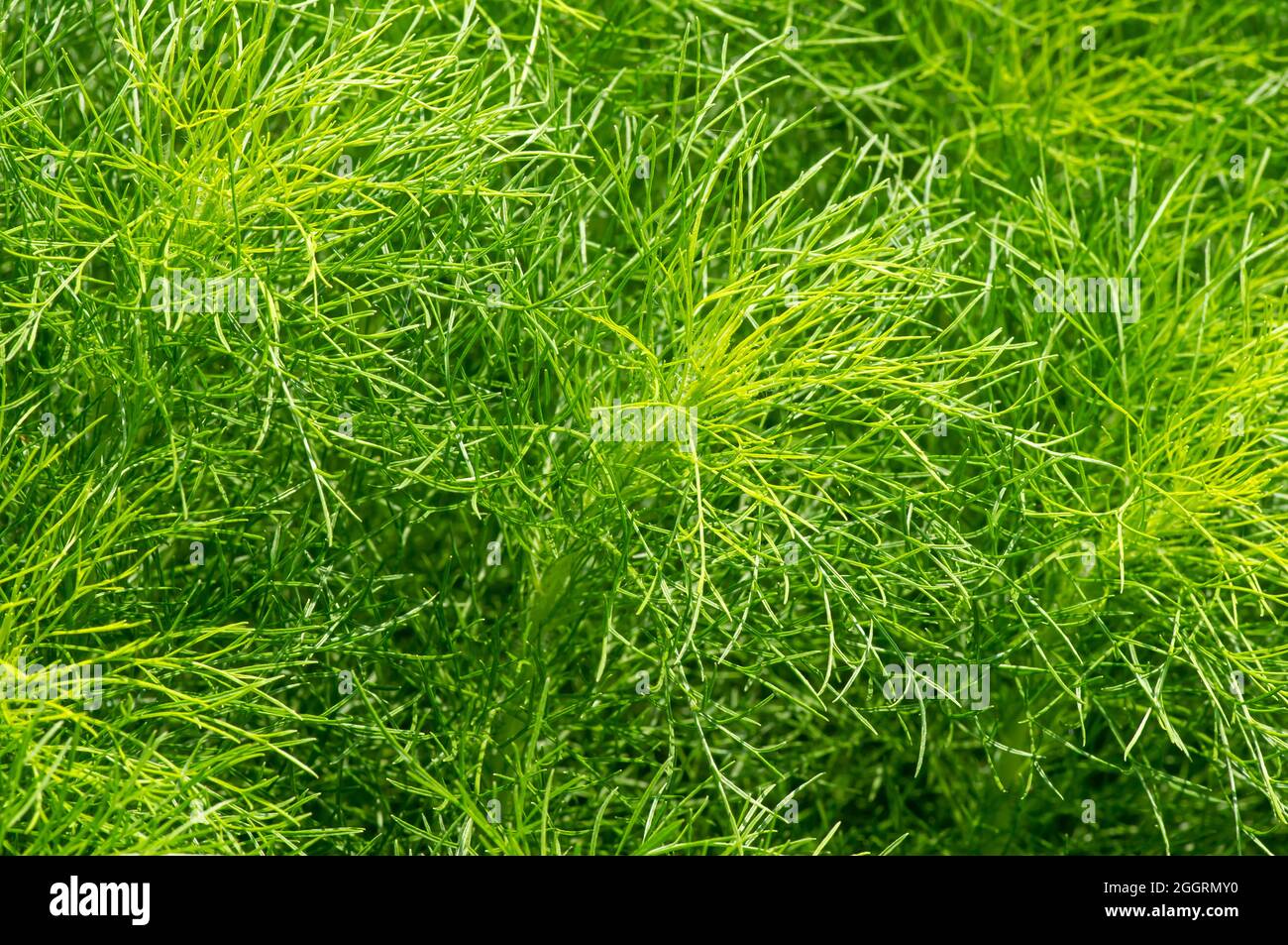 Adas leaves (Foeniculum vulgare Mill), a biennial medicinal and ...