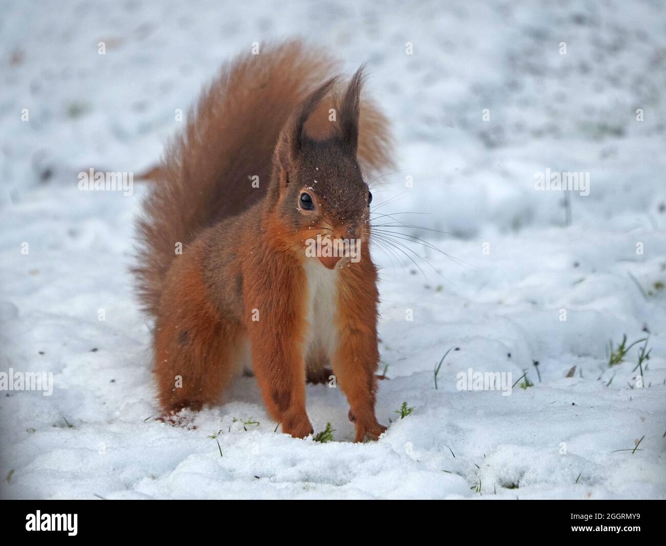 native Eurasian Red Squirrel (Sciurus vulgaris) with bushy tail ...