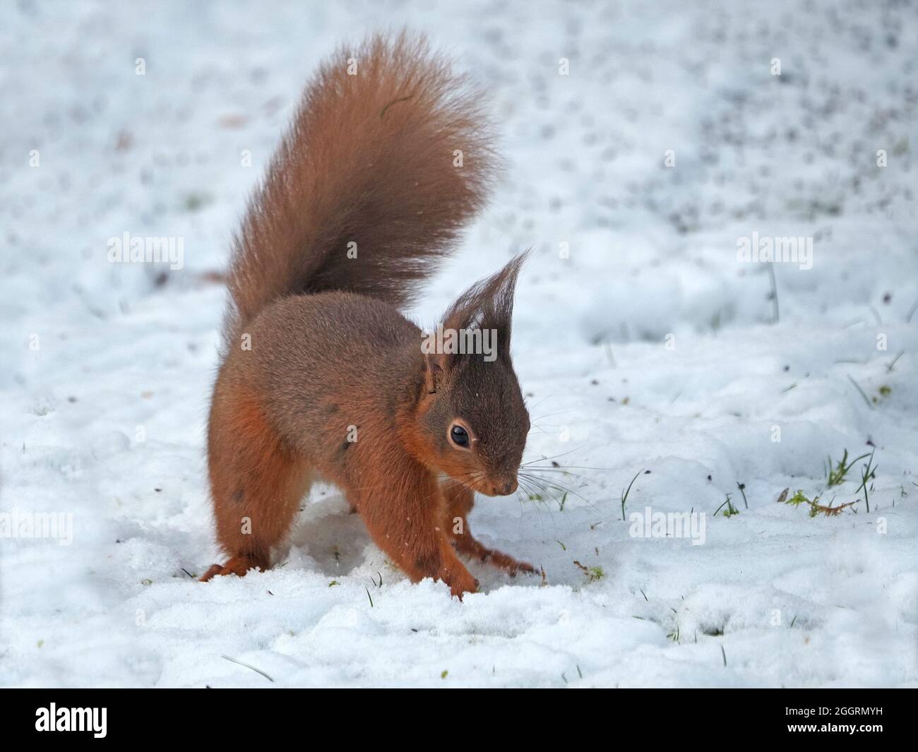 native Eurasian Red Squirrel (Sciurus vulgaris) with bushy tail ...