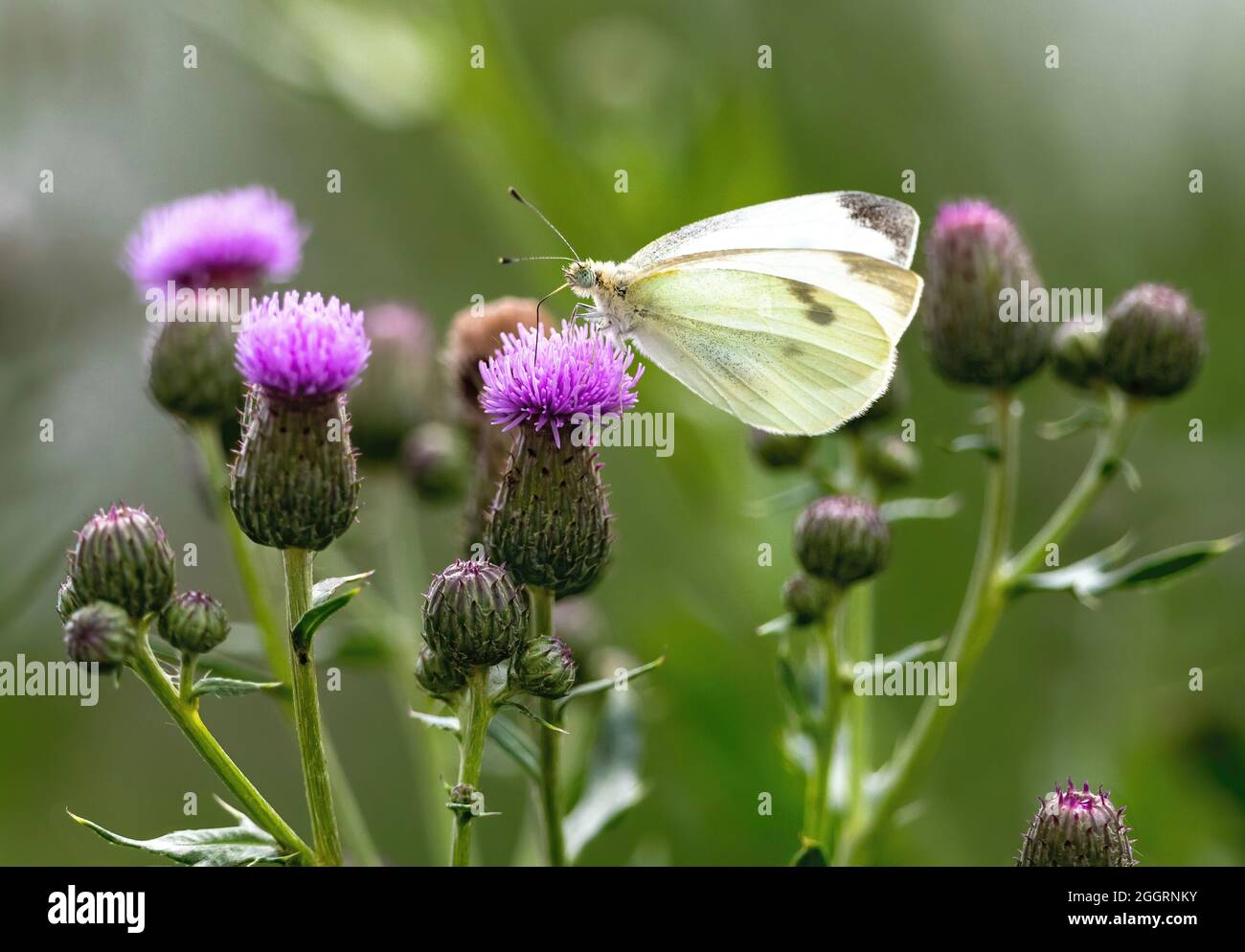 Cabbage White Butterfly sipping the nectar of a Canadian Thistle flower ...
