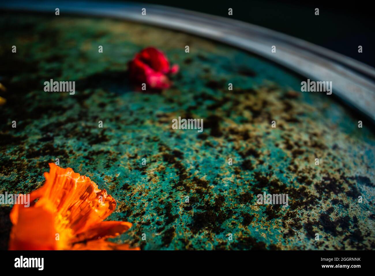 Rose floating in the water Stock Photo - Alamy