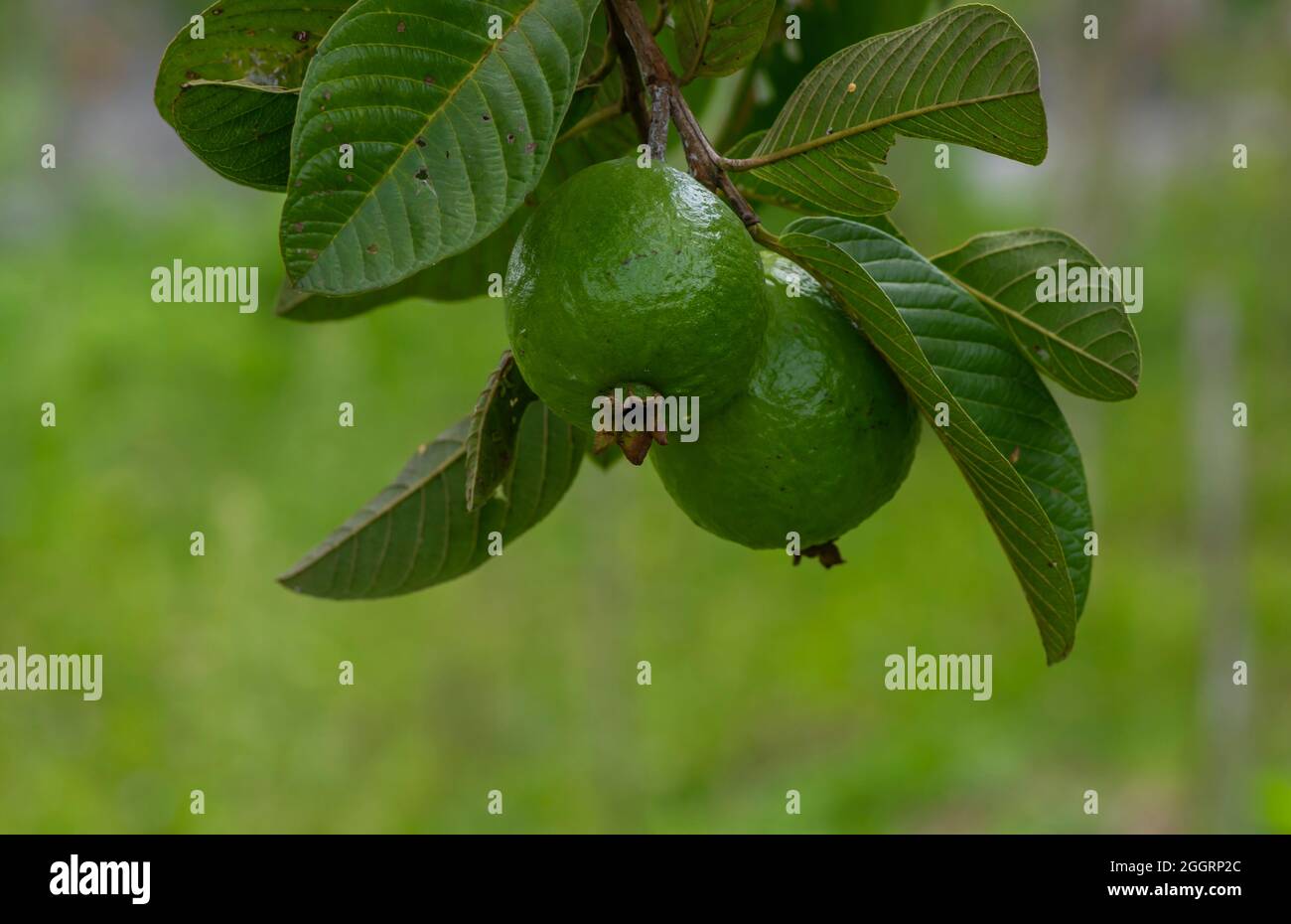 Young and fresh guava fruit on the tree Stock Photo - Alamy