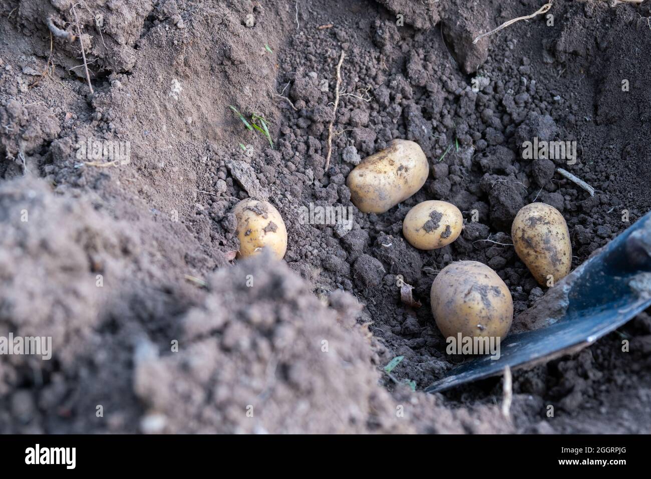 Digging up fresh potatoes with shovels outdoors Stock Photo - Alamy