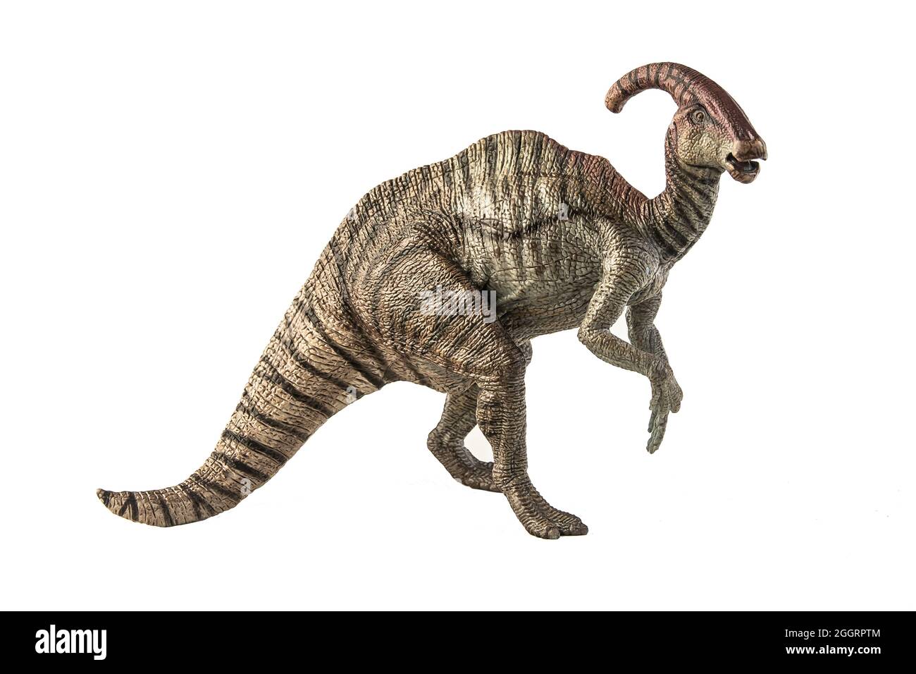 Parasaurolophus Dinosaur on white background Stock Photo - Alamy