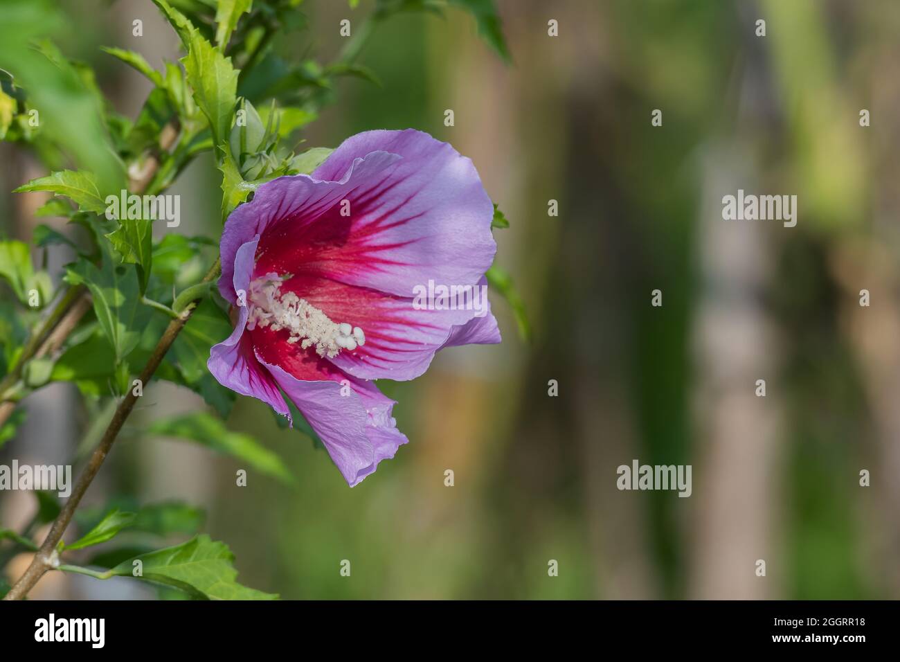 Shrub althea hi-res stock photography and images - Alamy