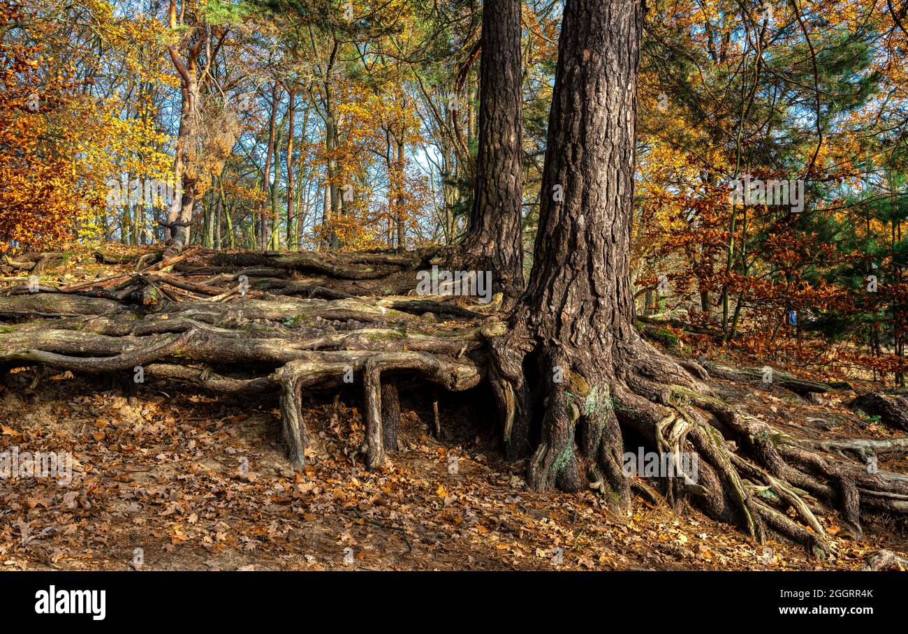 Tree Root In The Autumn Forest Stock Photo - Alamy