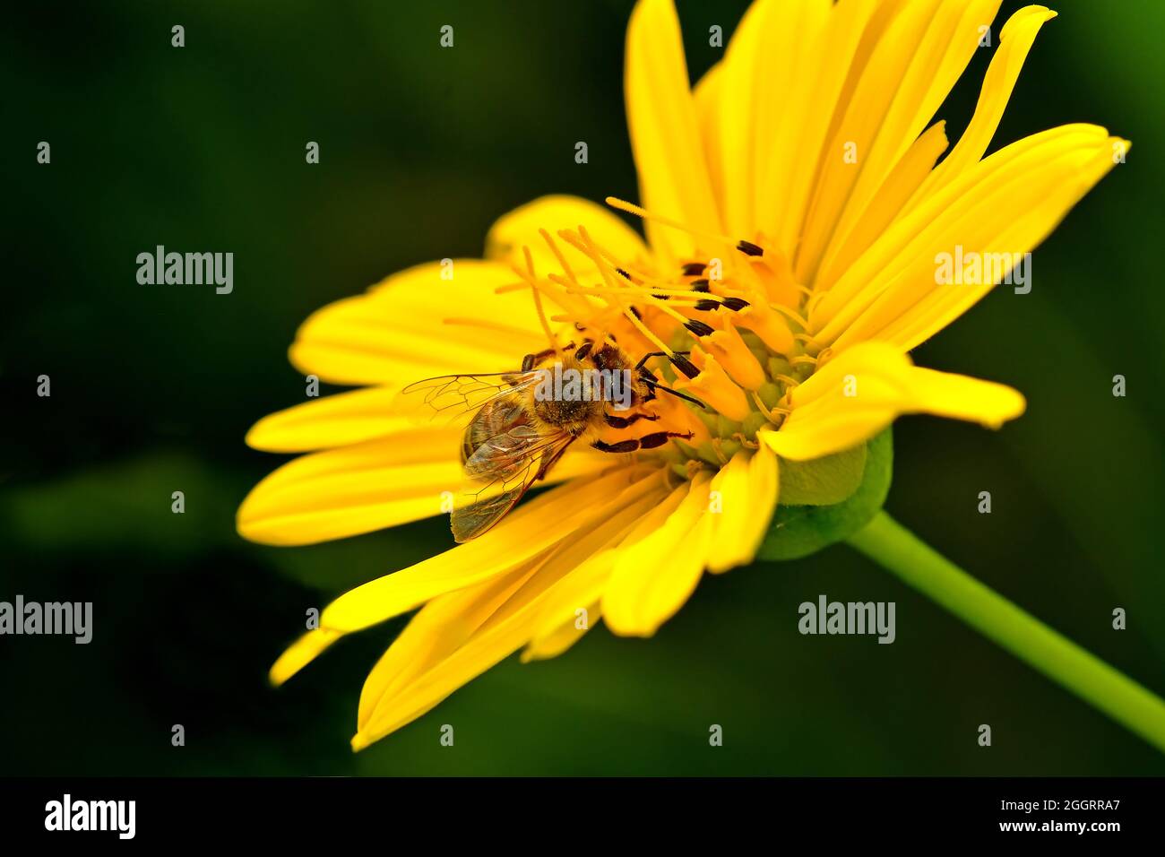 Compass Flower High Resolution Stock Photography and Images - Alamy