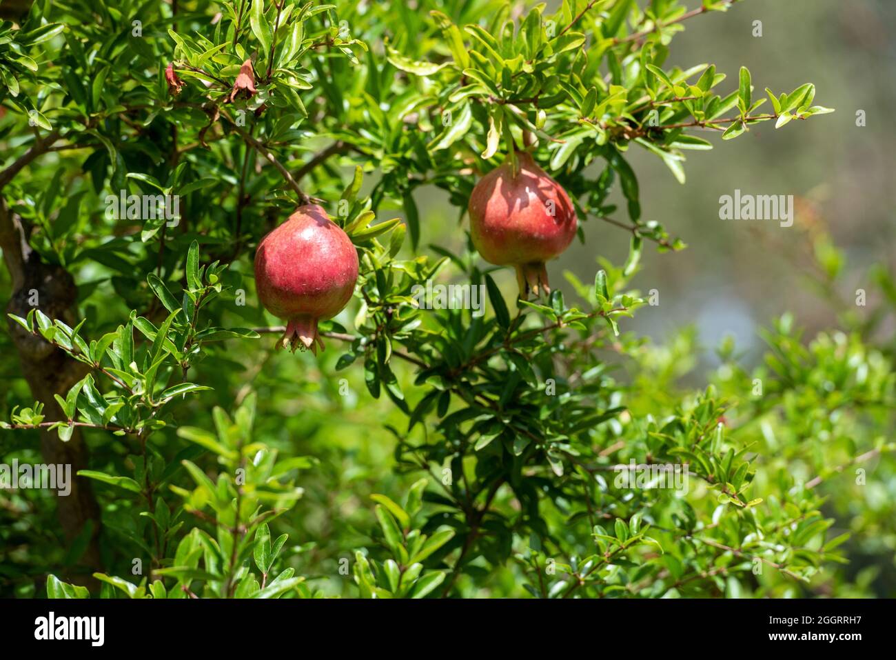 Pomegranate tree with fruits in the garden Stock Photo - Alamy