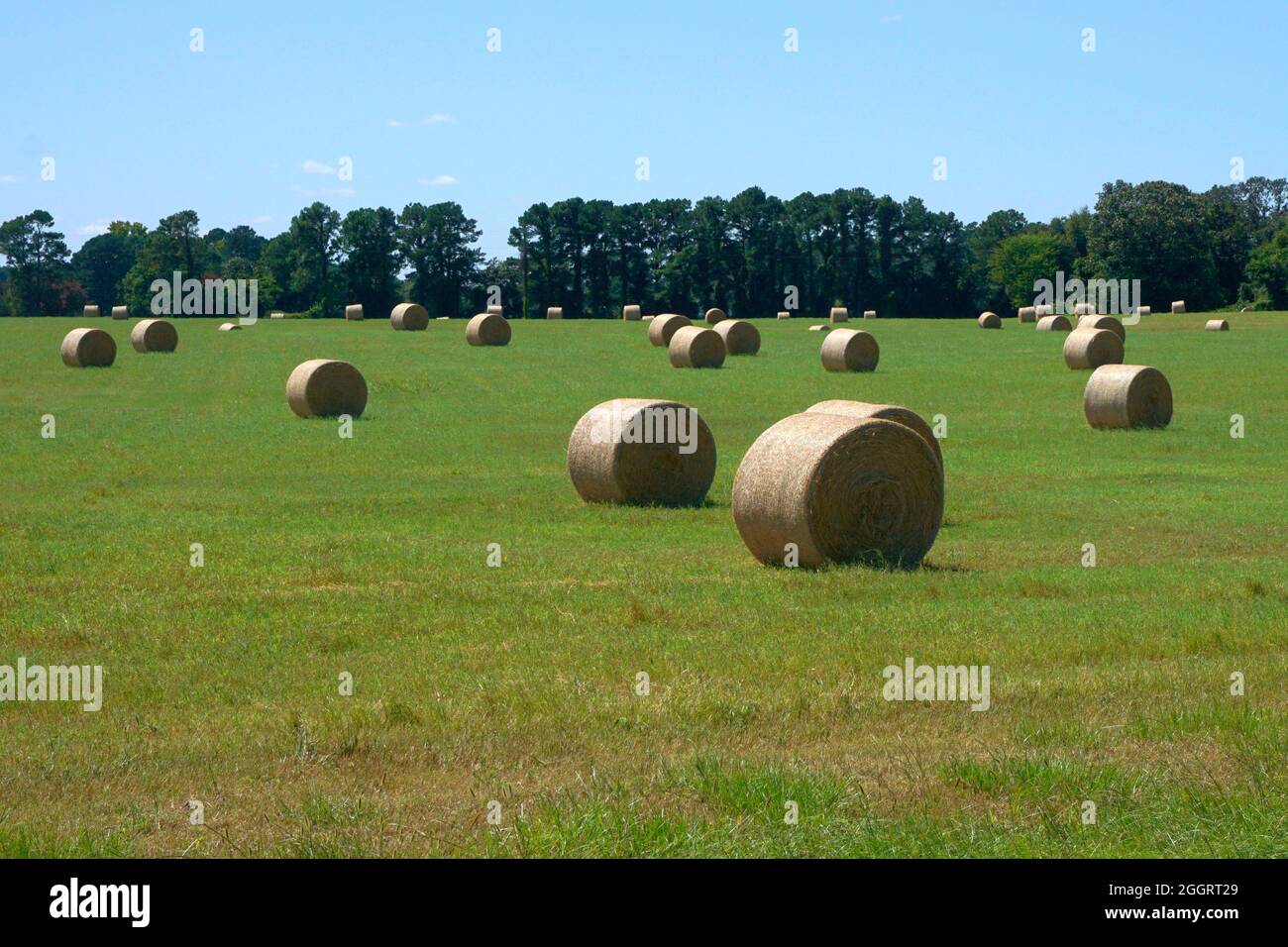 Rolled bales of hay in a filed under a blue sky in North Carolina Stock ...