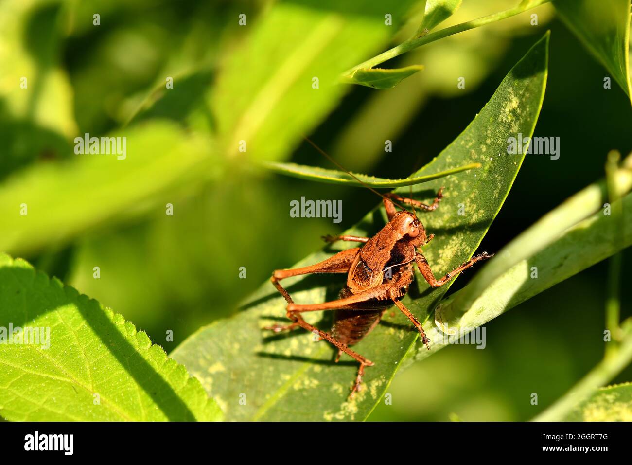 Grasshopper sits on meadow grass hi-res stock photography and images ...