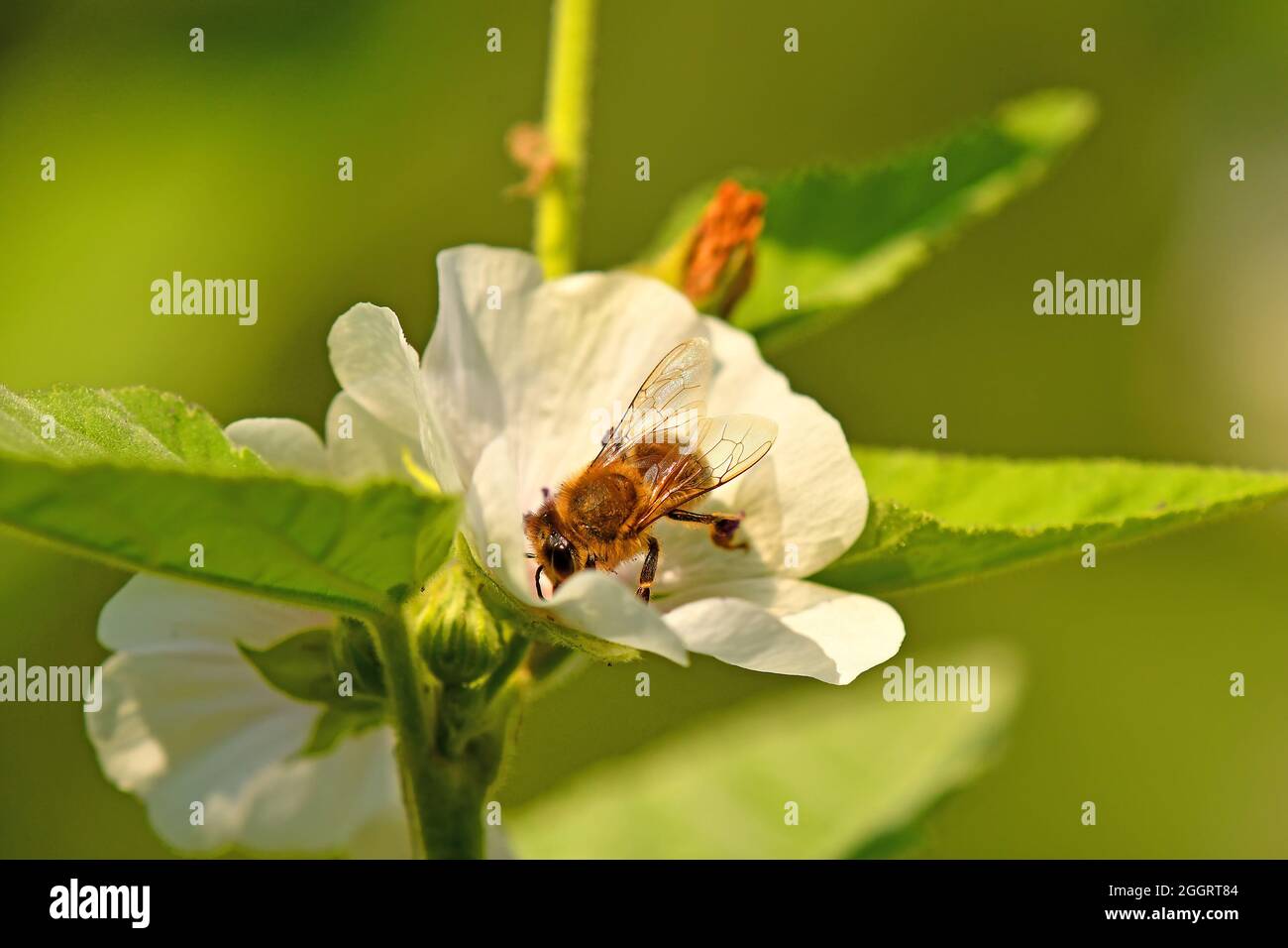 Medicinal Plant Marsh-mallow With Flower And Bee Stock Photo - Alamy