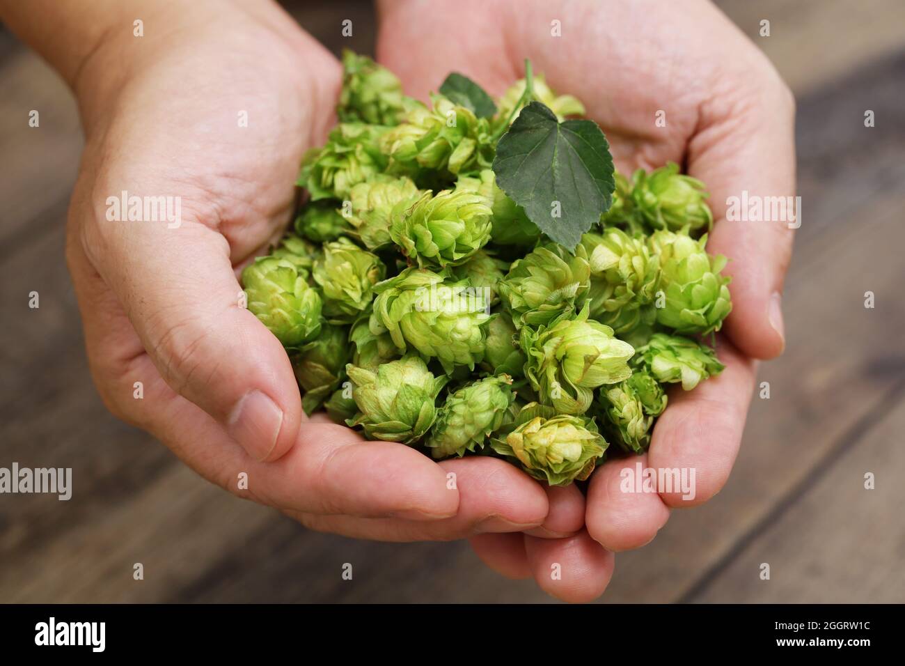 Hands on hops hi-res stock photography and images - Alamy