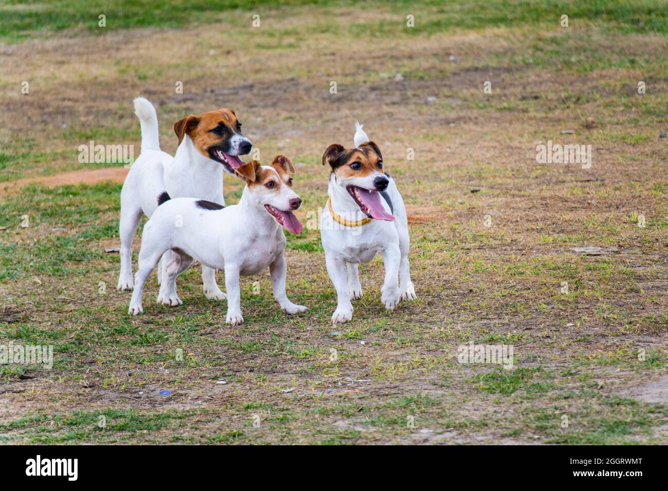 Stray dogs on dirty street hi-res stock photography and images - Alamy