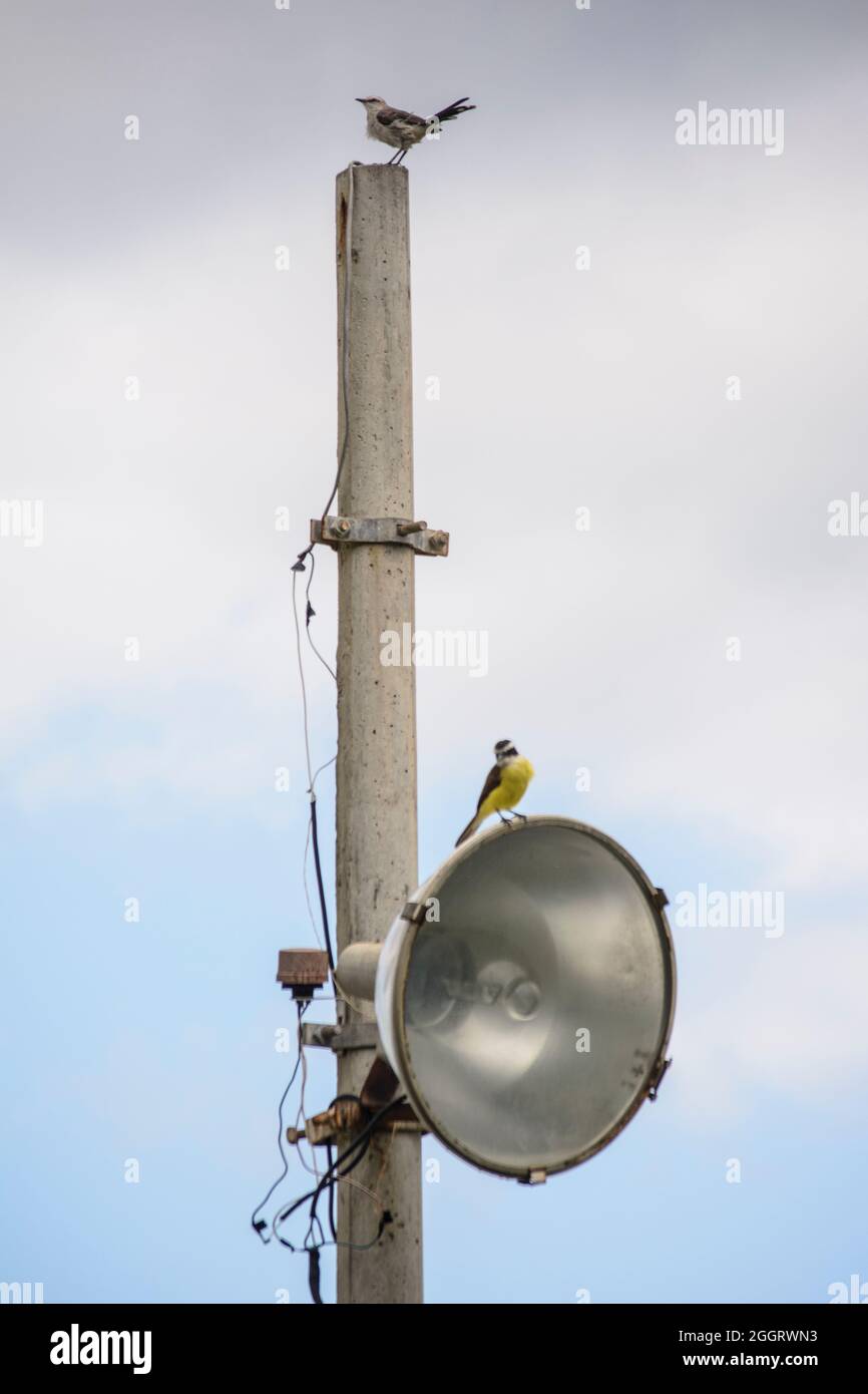 The Bem-te-vi on the power post. It is a very popular bird, even in ...