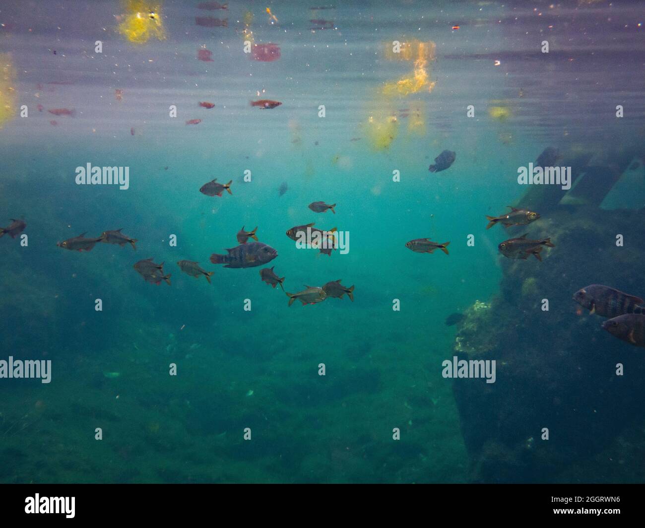 A shoal are seen at the bottom of the waters of the Yax Kin natural ...