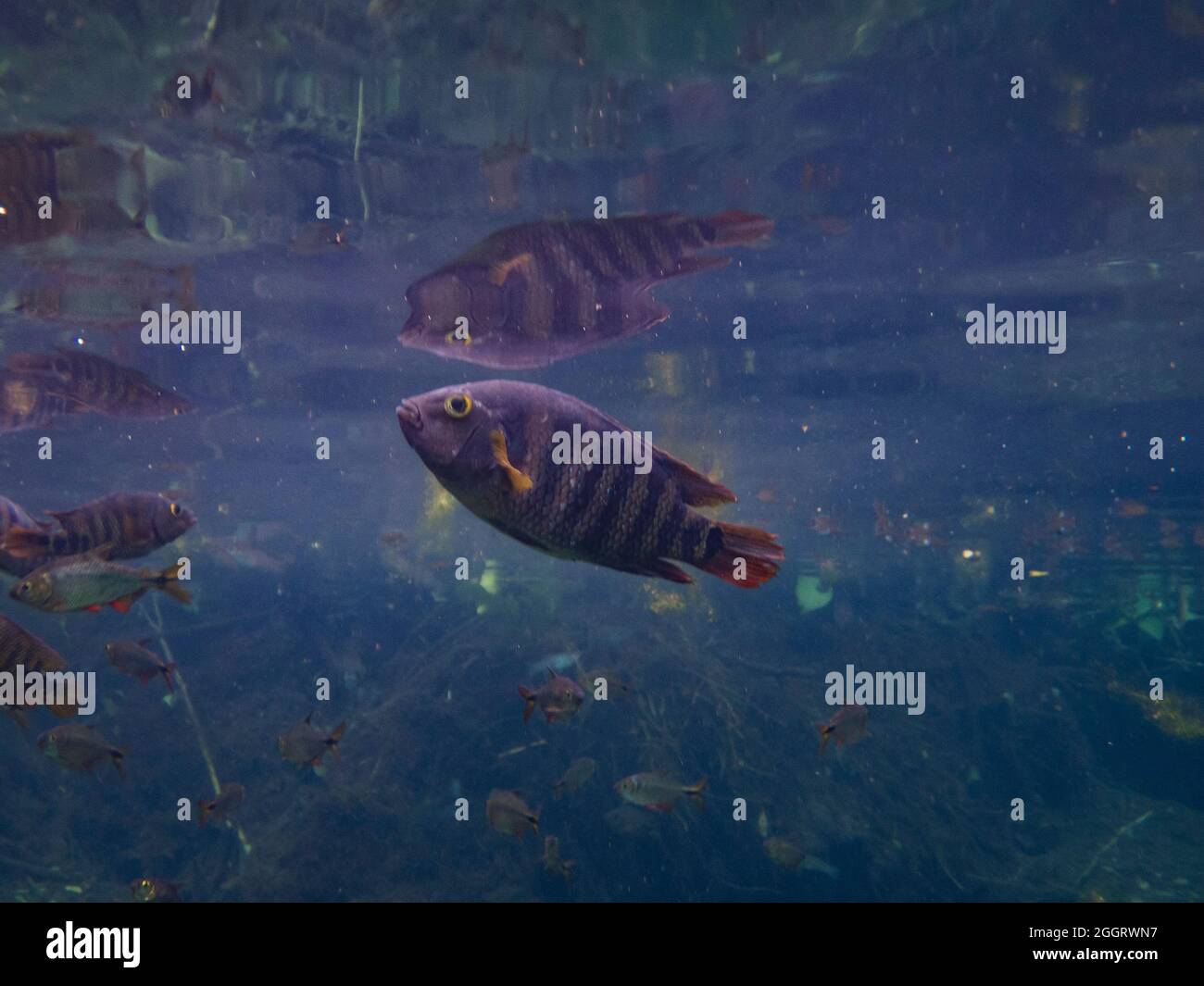 A shoal are seen at the bottom of the waters of the Yax Kin natural ...