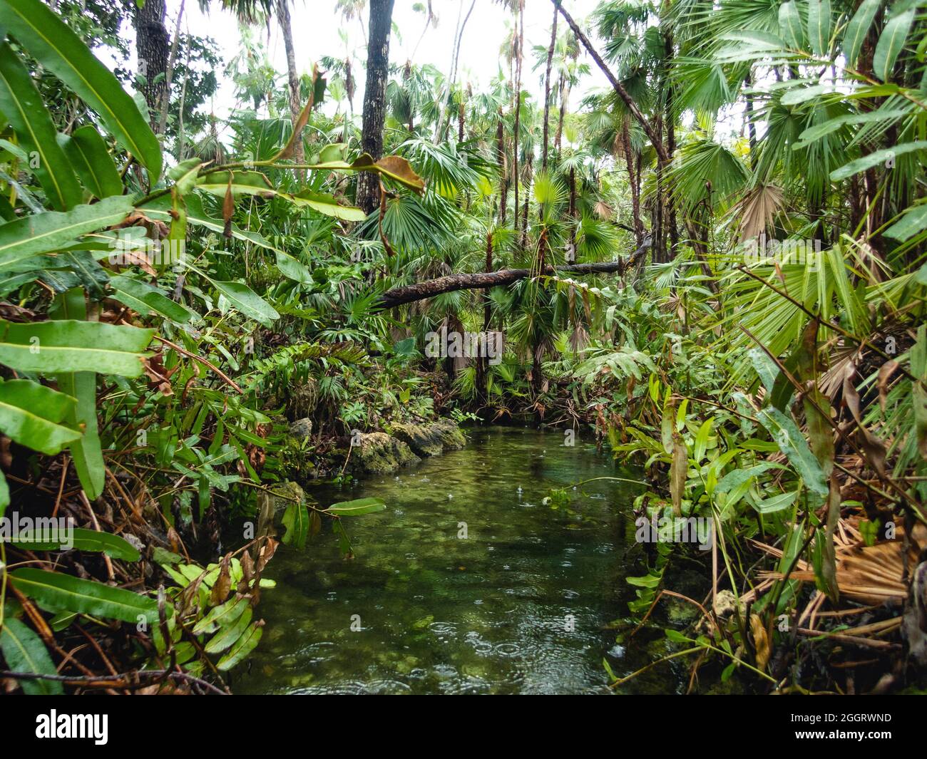 Calm waters of the Yax Kin natural pond, to 13 km from the town of ...