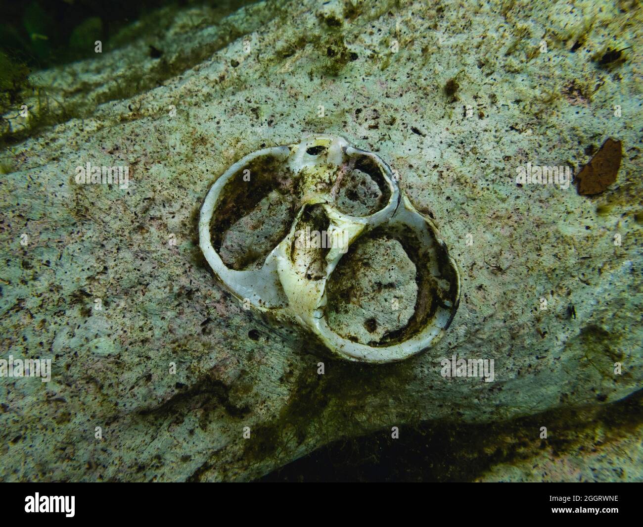 A shell iside of the Yax Kin natural pond, to 13 km from the town of ...