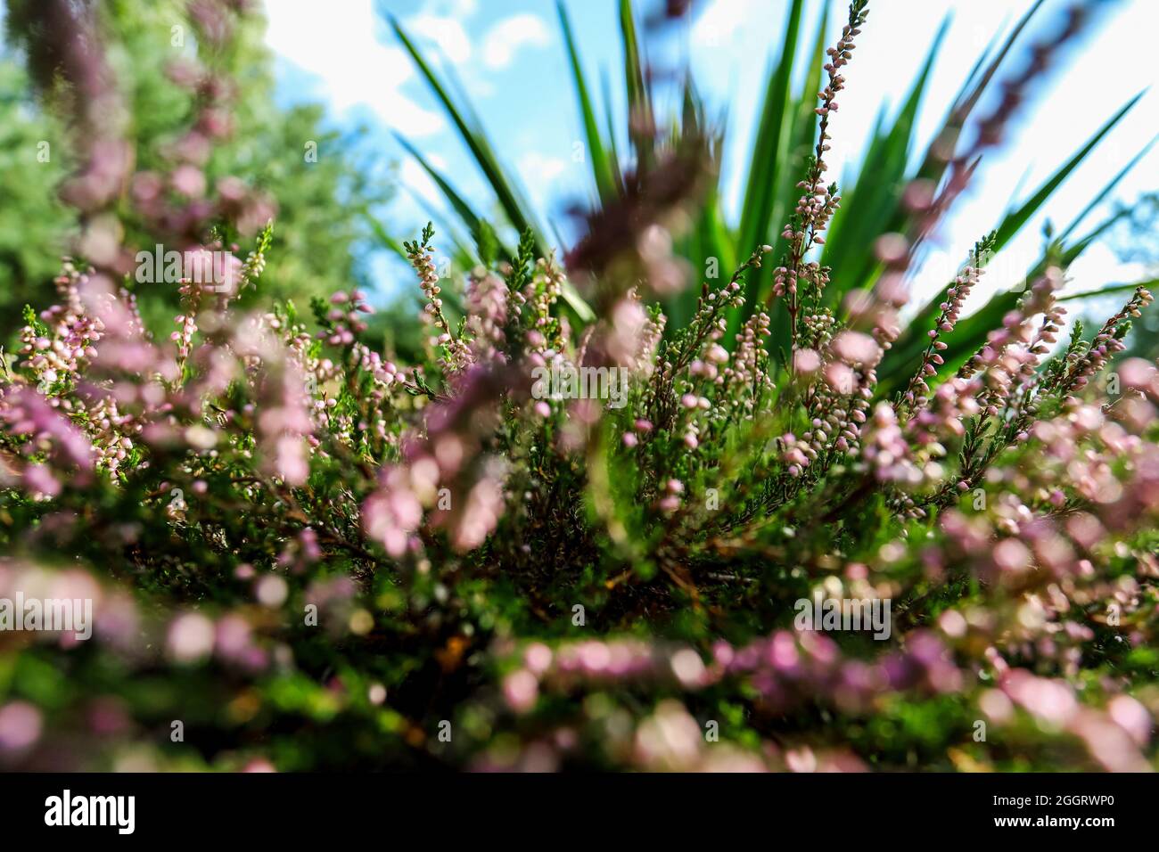 Heather growth hi-res stock photography and images - Alamy