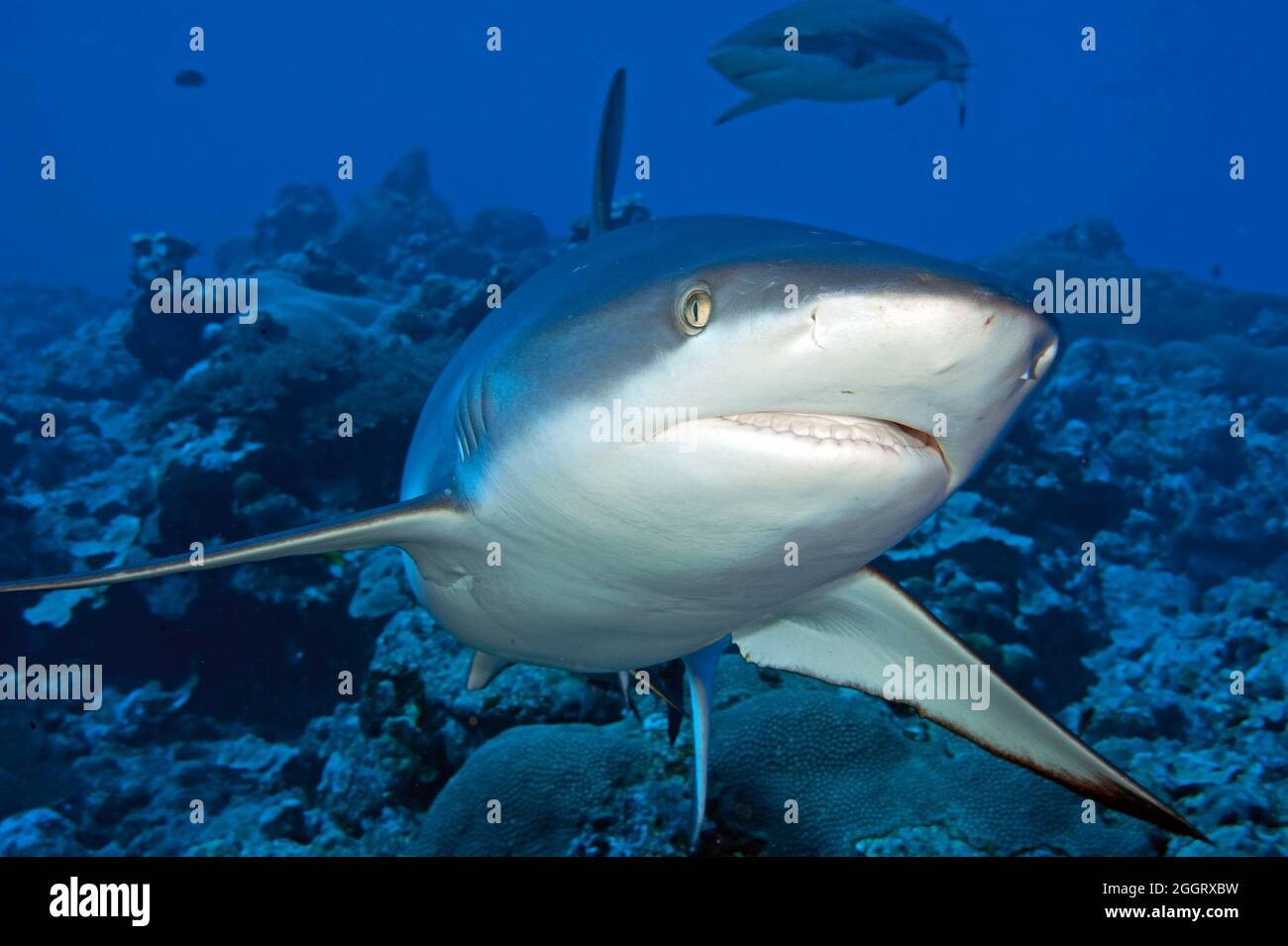 Meerestiere hi-res stock photography and images - Alamy