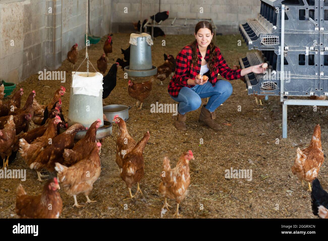 Young female farmer collecting chicken eggs in henhouse Stock Photo - Alamy