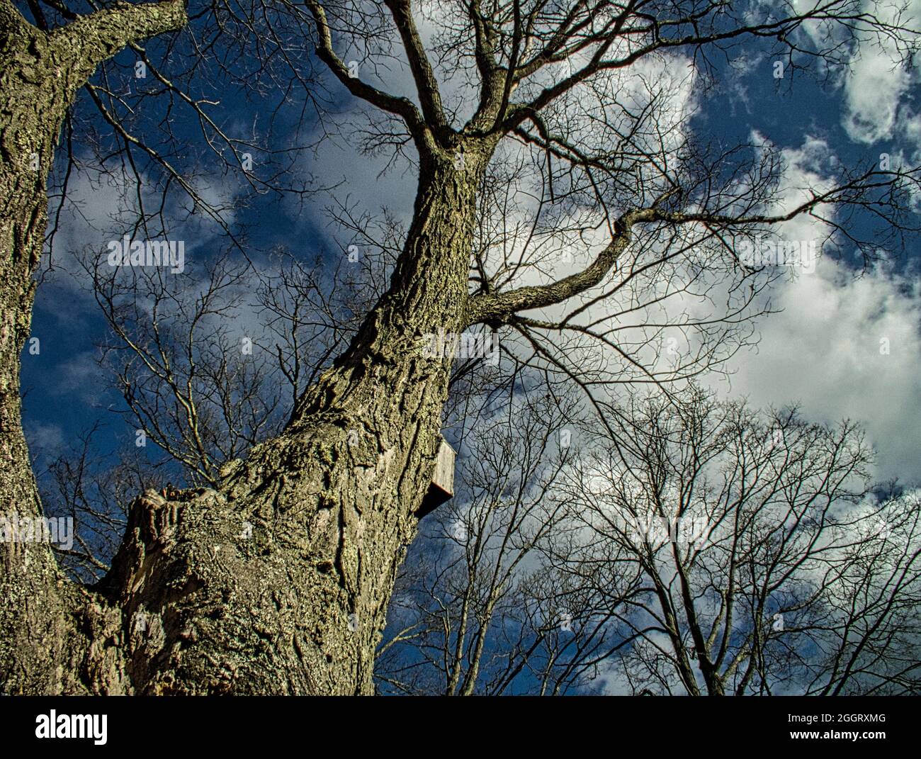 Ground view looking up a tree to a cloudy blue sky Stock Photo - Alamy
