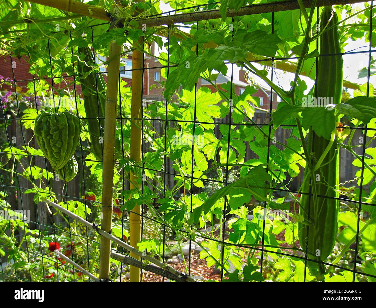 Chicken wire, bamboo hi-res stock photography and images - Alamy