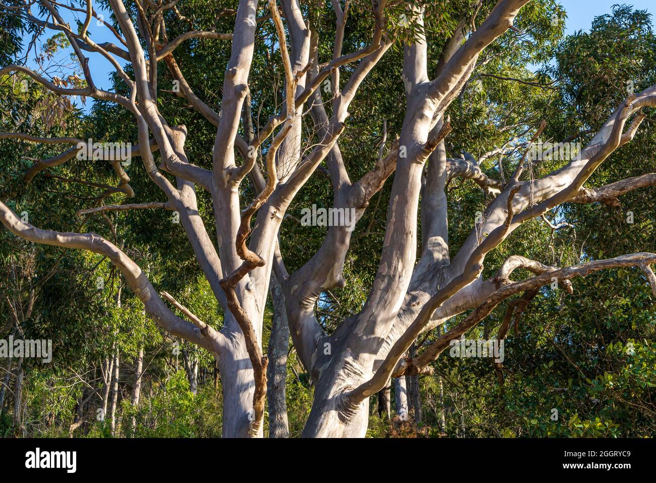 Australian gum tree hi-res stock photography and images - Alamy
