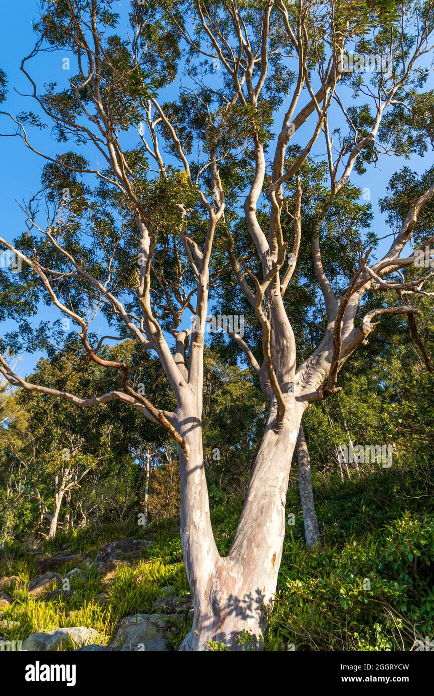 Australian gum tree hi-res stock photography and images - Alamy