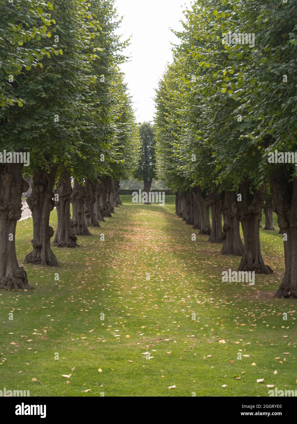 Two rows of trees in Frederiksberg Gardens in Copenhagen, Denmark Stock ...