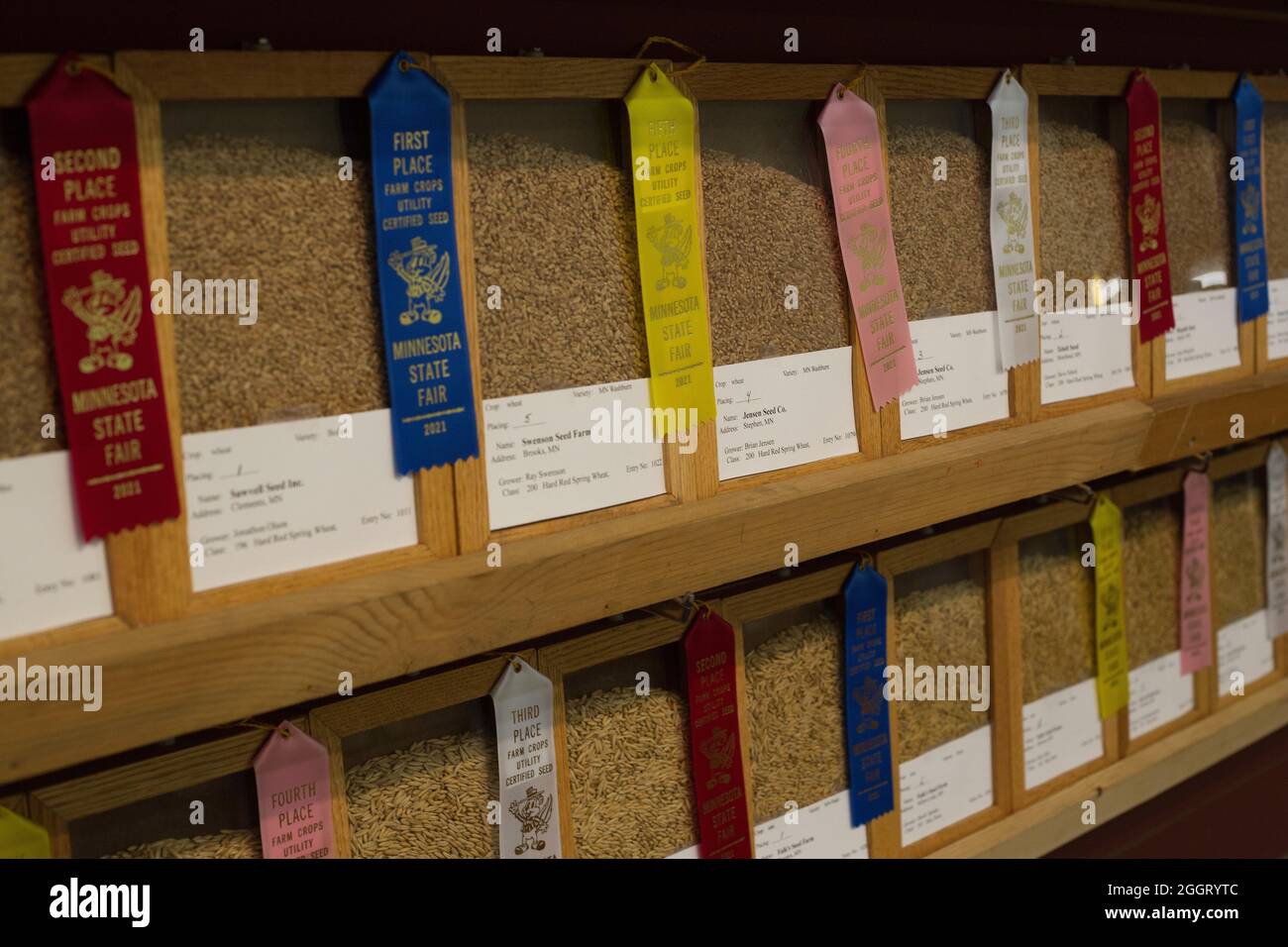 Ribbon winners in the seed contest at the Minnesota State Fair Stock ...