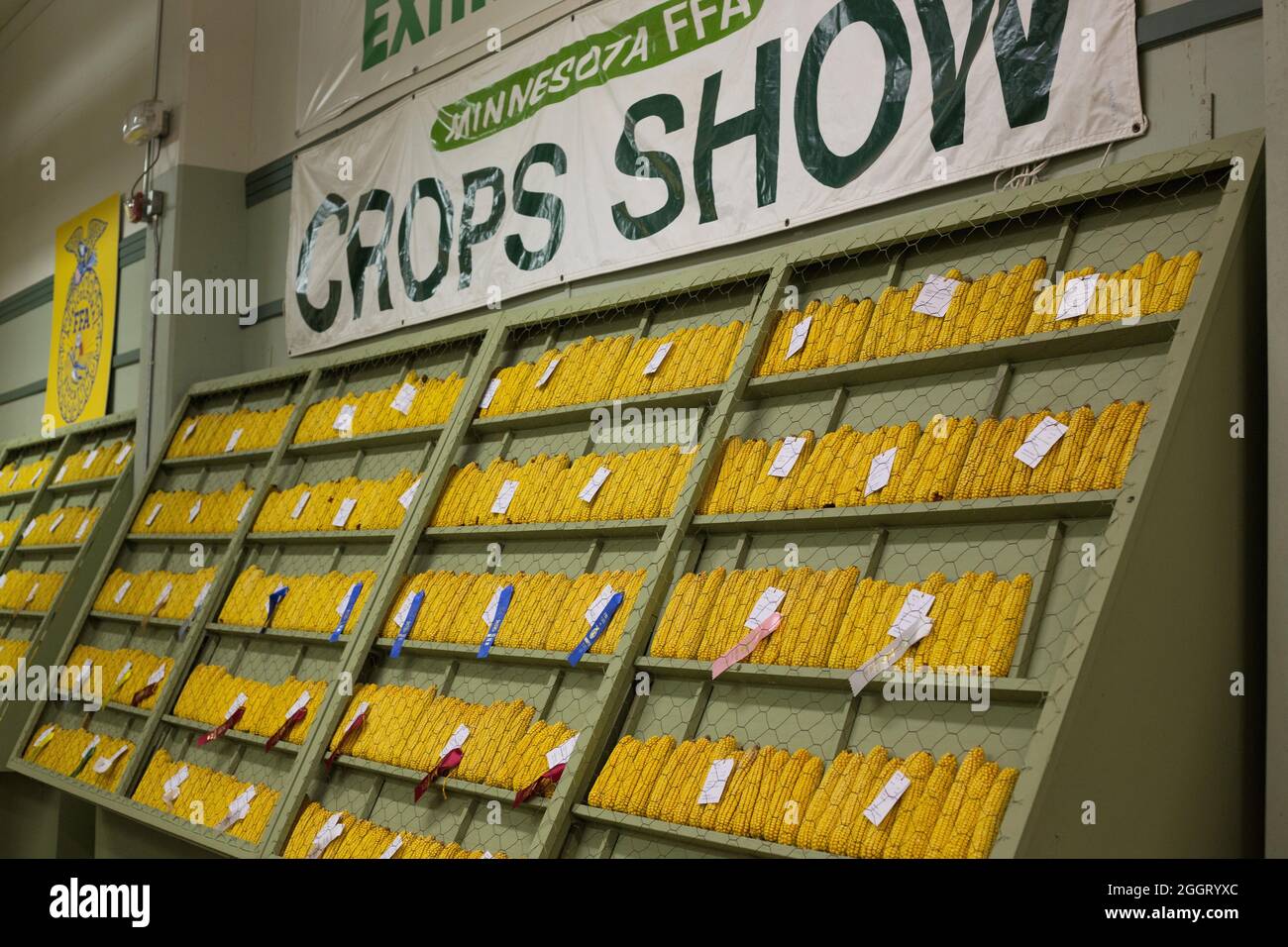 A display of corn growing winners at the Minnesota State Fair Stock ...