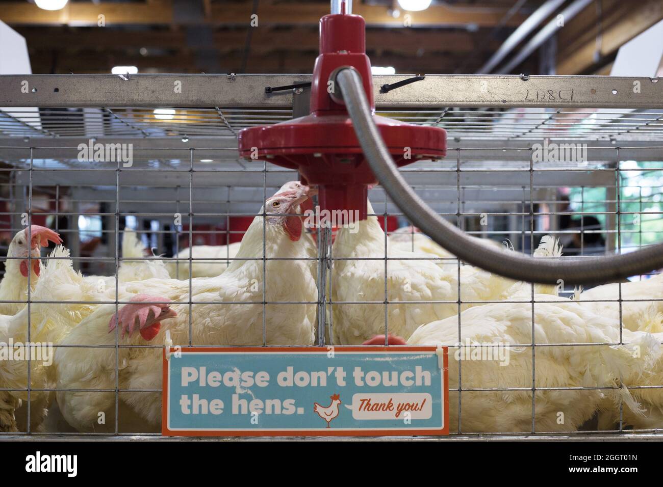 Chickens In Cages High Resolution Stock Photography and Images - Alamy