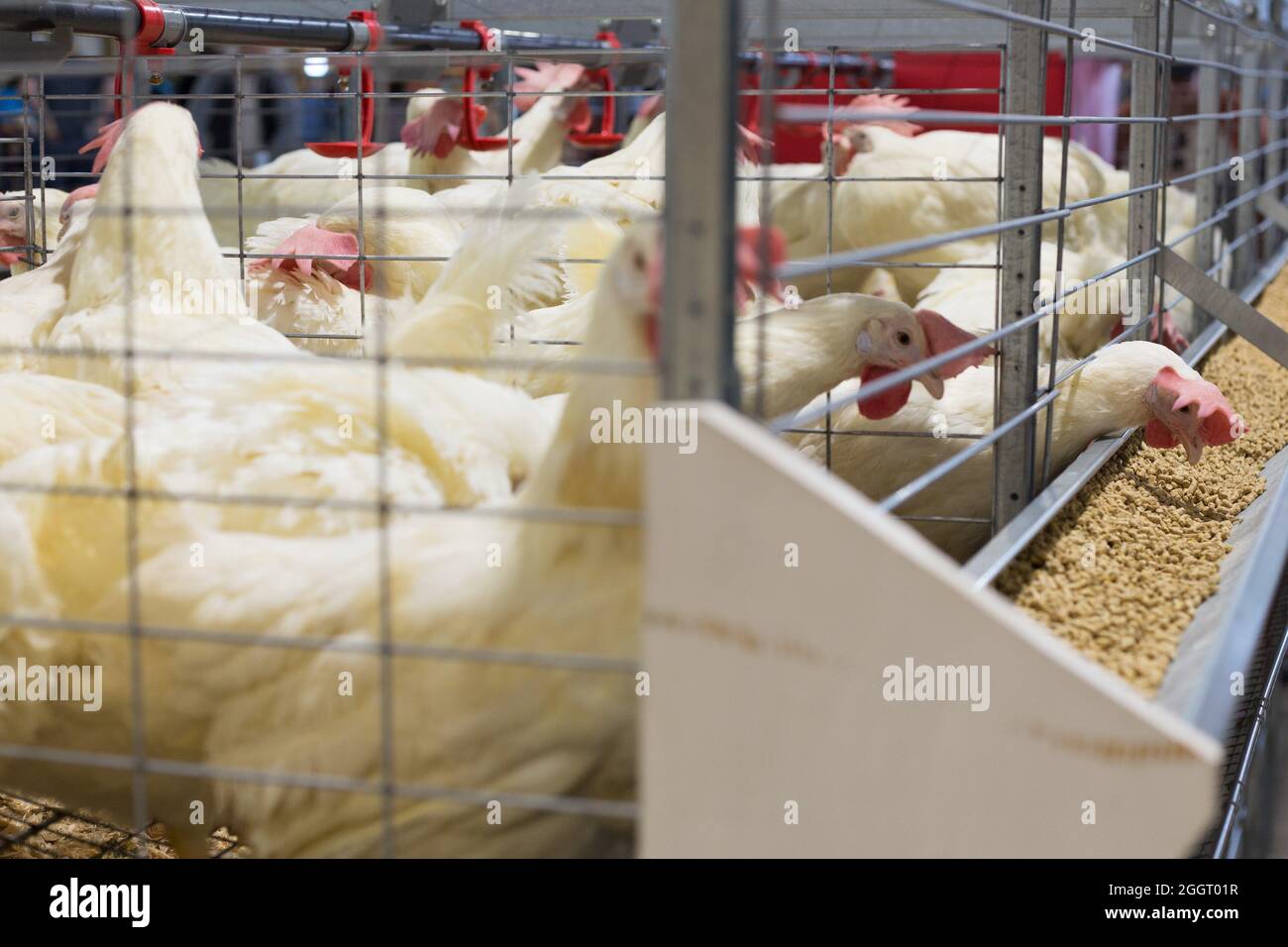 Hens crowded in wire cages, on display at the Minnesota State Fair ...
