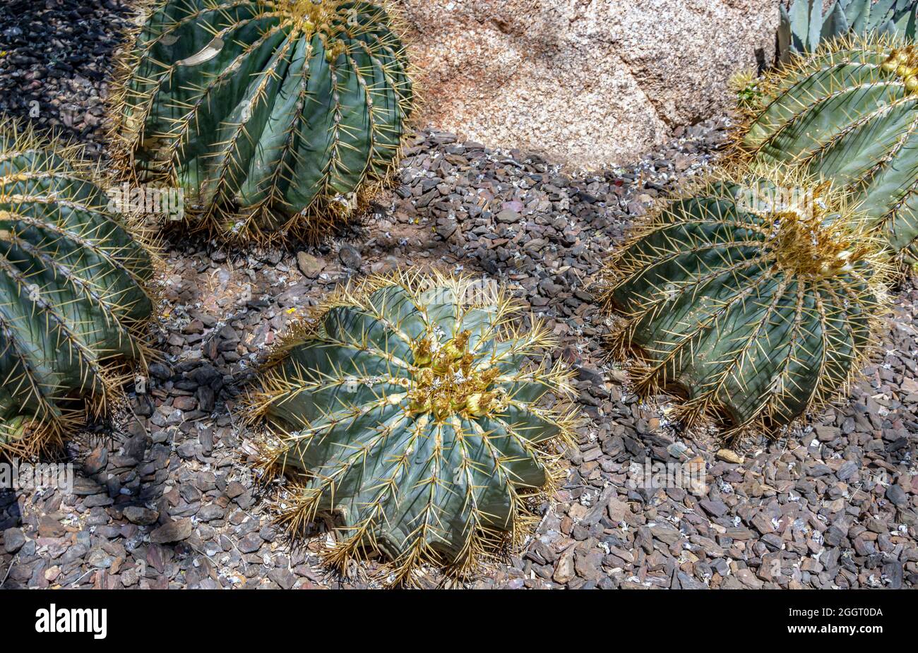 Various Cactus and other plants inhabit the Carefree Desert Gardens in ...