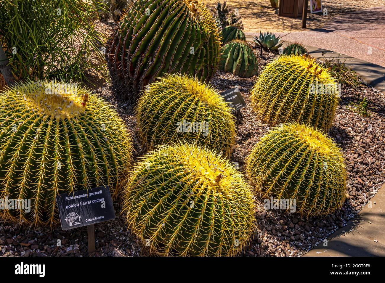 Various Cactus and other plants inhabit the Carefree Desert Gardens in ...